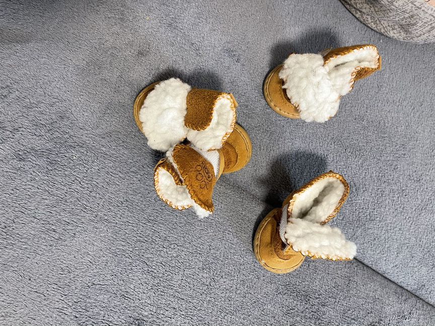 Одежда для собак