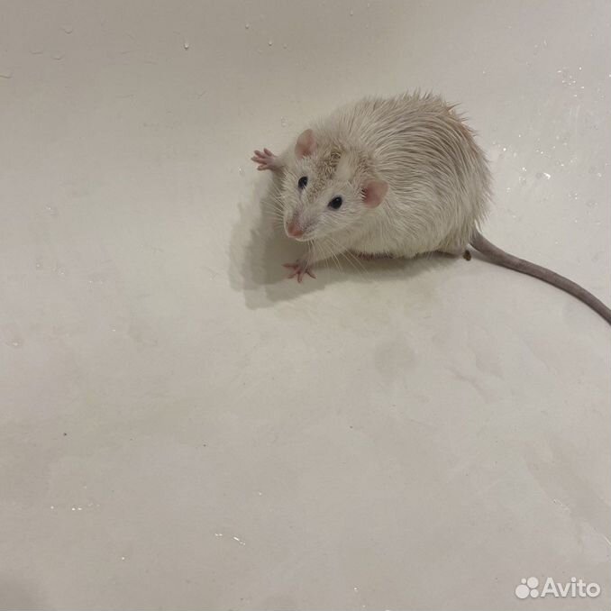 Крыса домашняя ручная