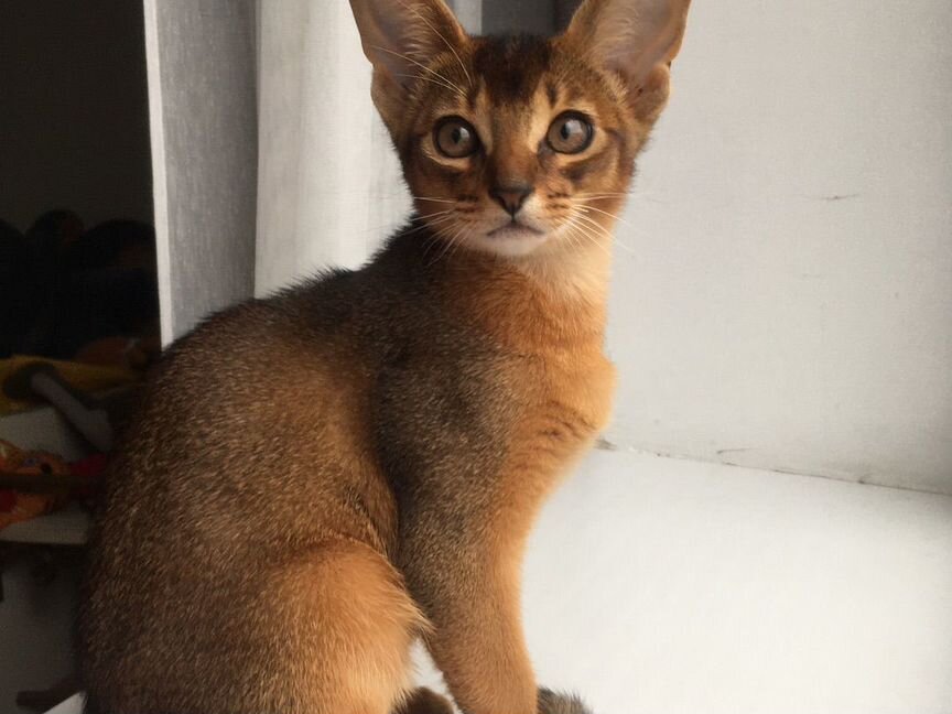 Абиссинская кошка