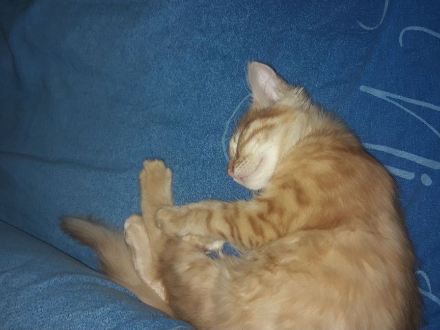 Котята в добрые руки приучены к лотку, 5месяцев