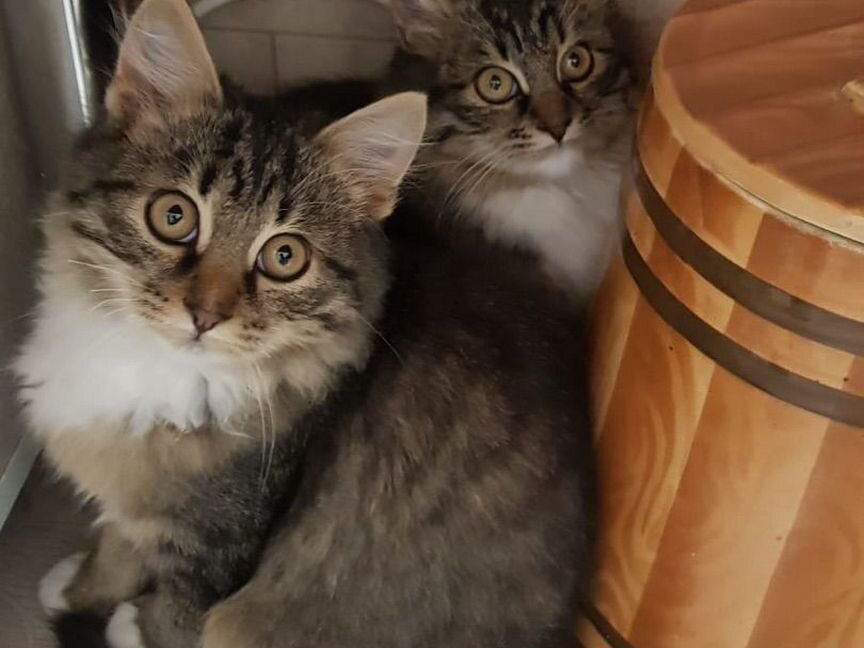 Сибирские котята в добрые руки бесплатно