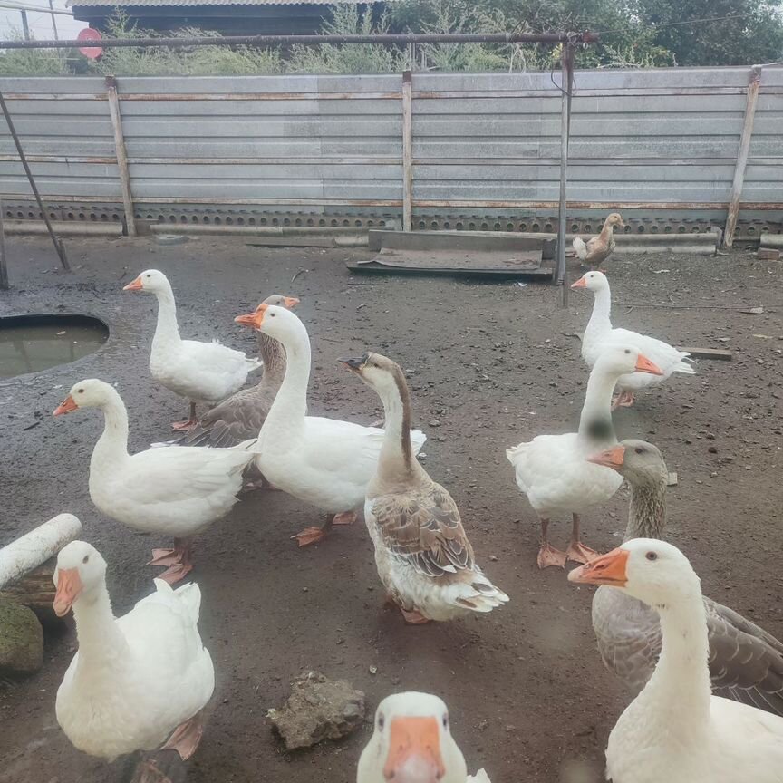 Домашняя птица