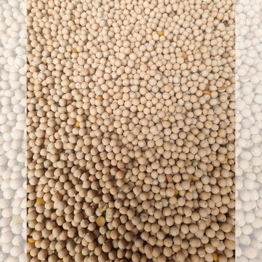 Горох продовольственный