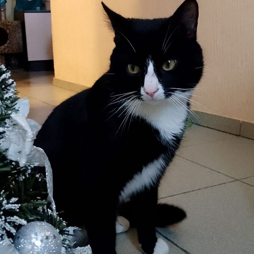 Кот котик
