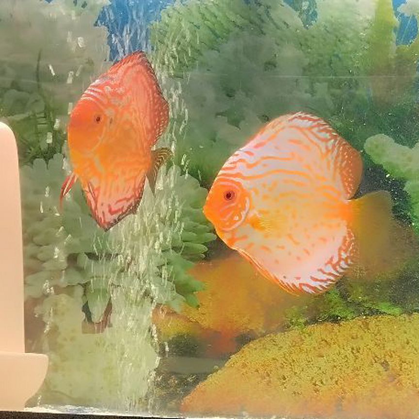 Дискусы пара