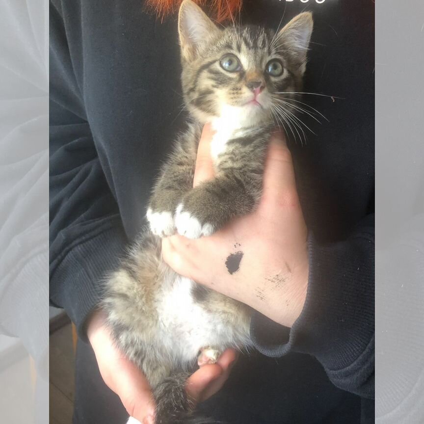 Котёночек