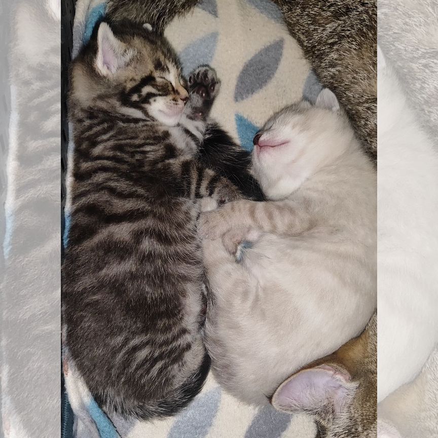 Котятки бесплатно