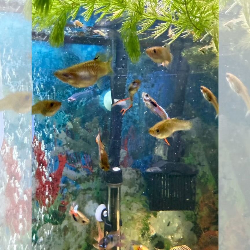 Рыбки гуппи : мальки, взрослые самки