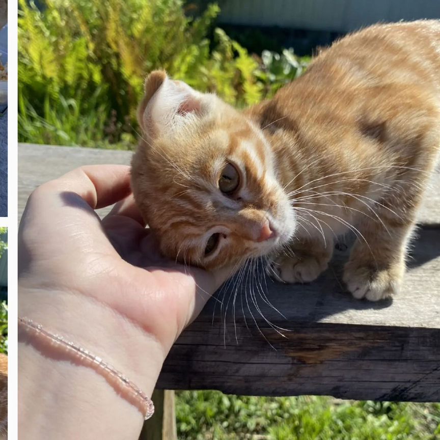 Котёнок в добрые руки