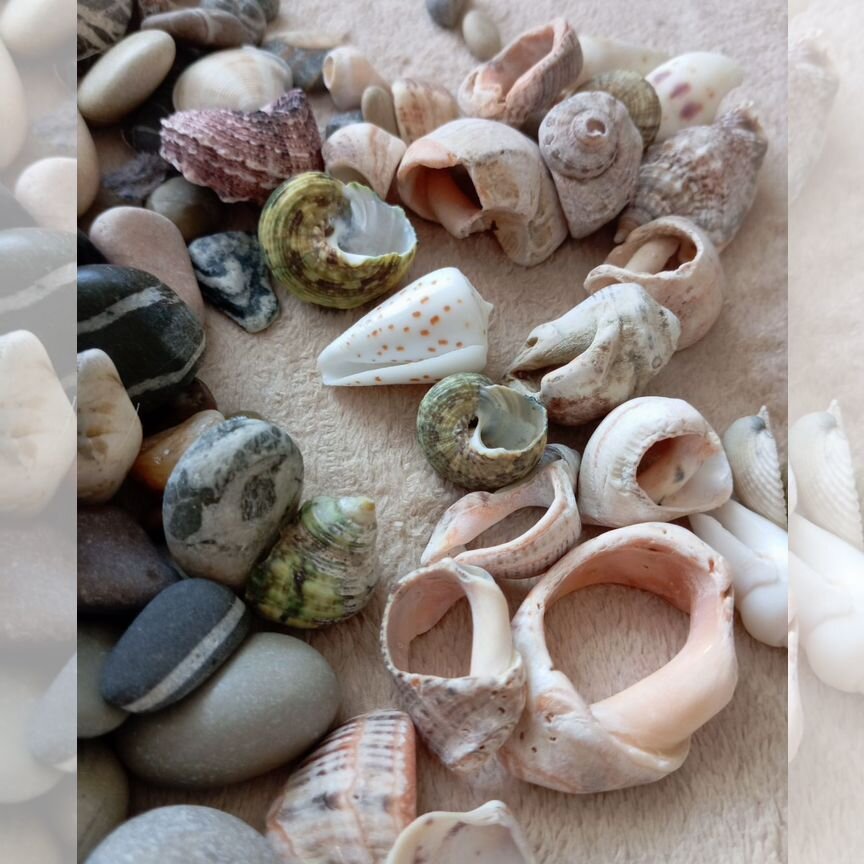 Ракушки, камни морские