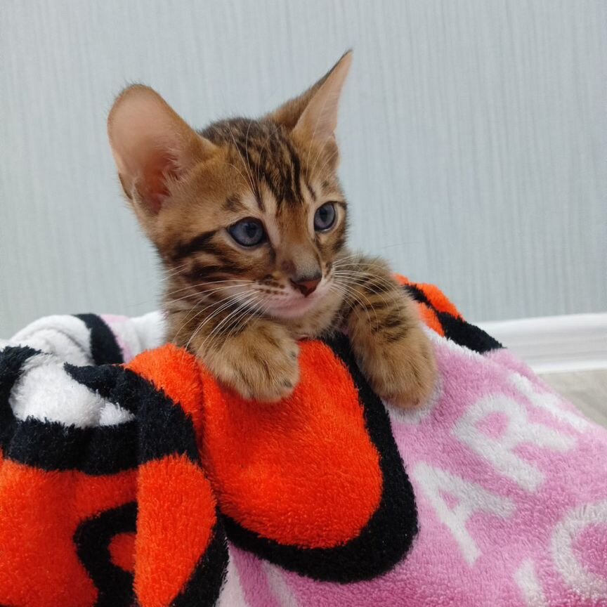 Котята породистые