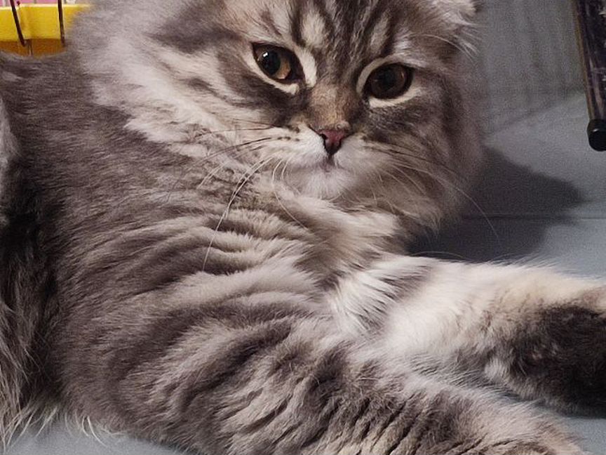 Шотландская вислоухая кошка бесплатно