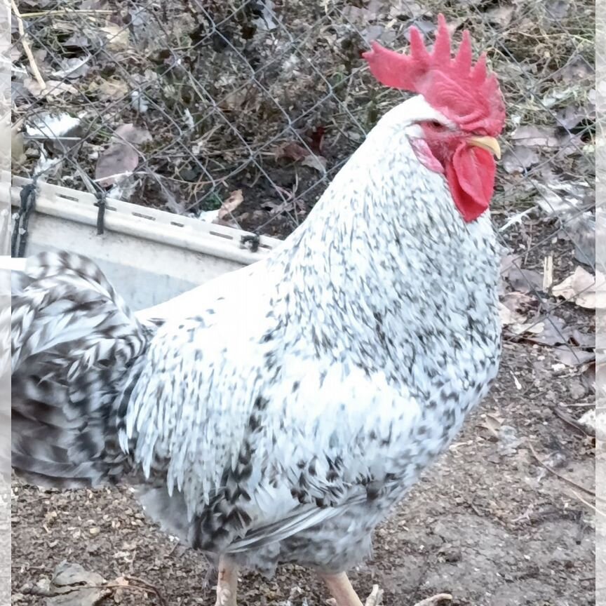 Петух Барковский Барвистый(Серебристый Леггорн)
