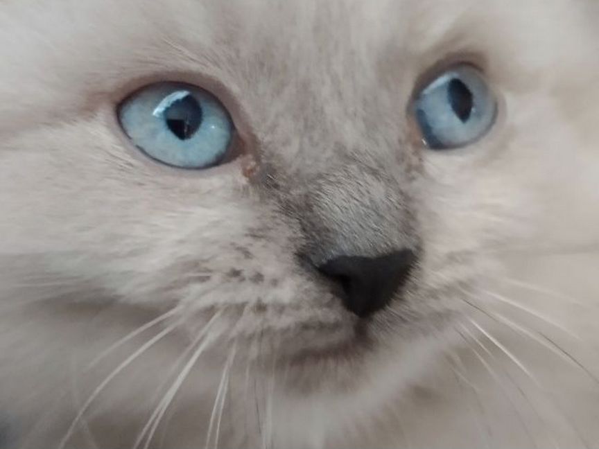 Котик
