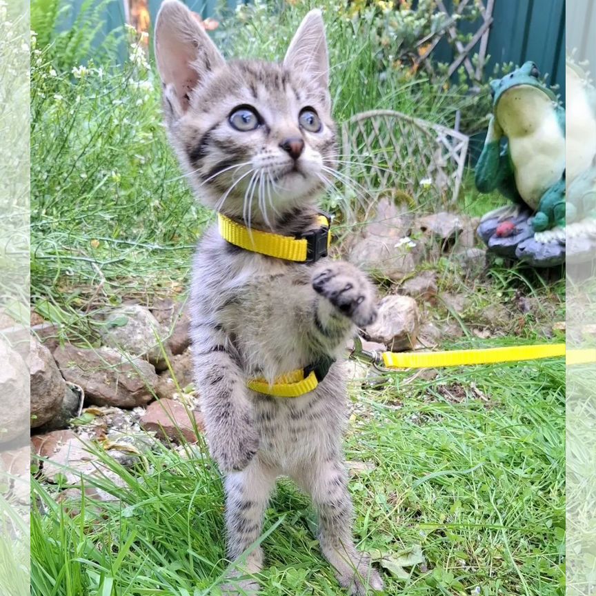 Котёнок в добрые руки