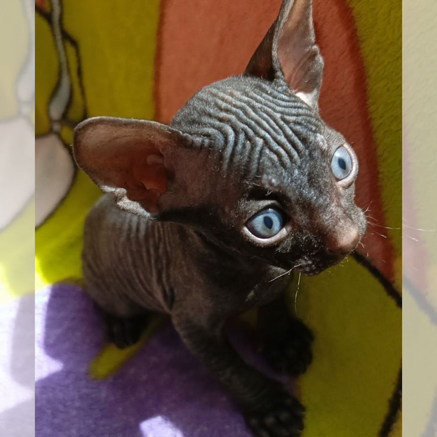 Канадский сфинкс котёнок