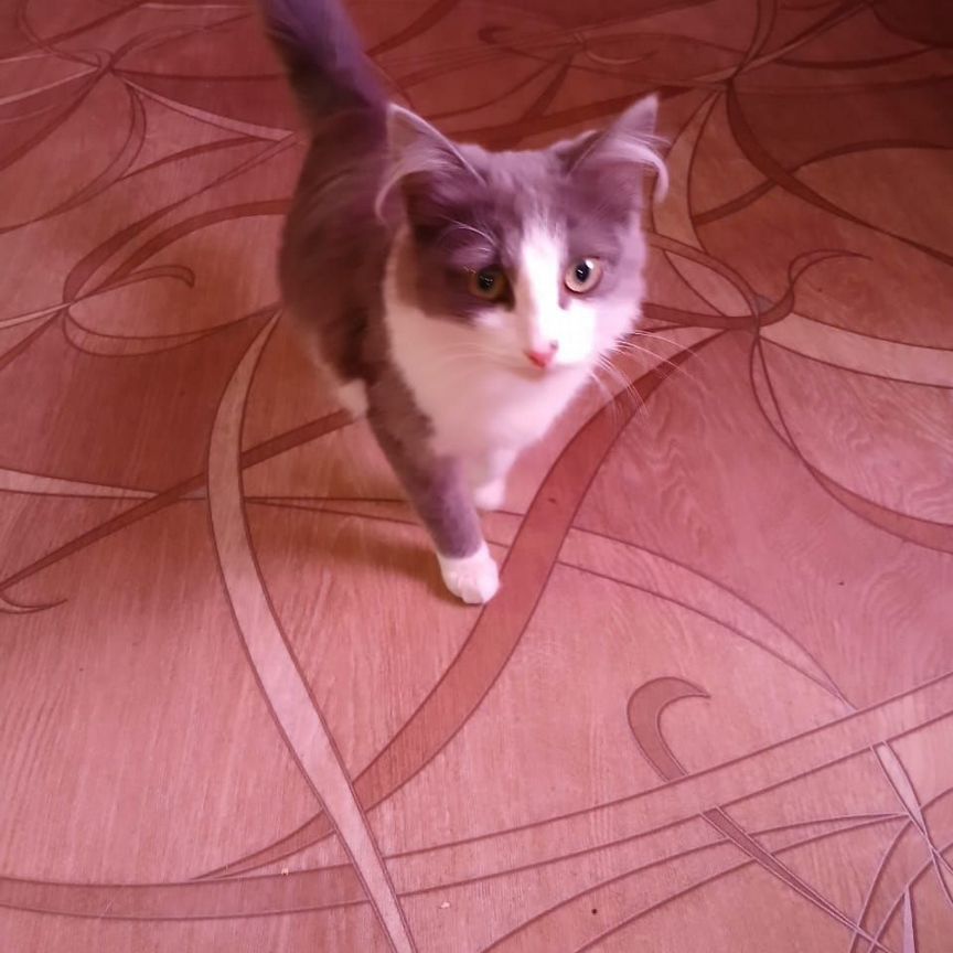 Бесплатно отдам котика Белорецк