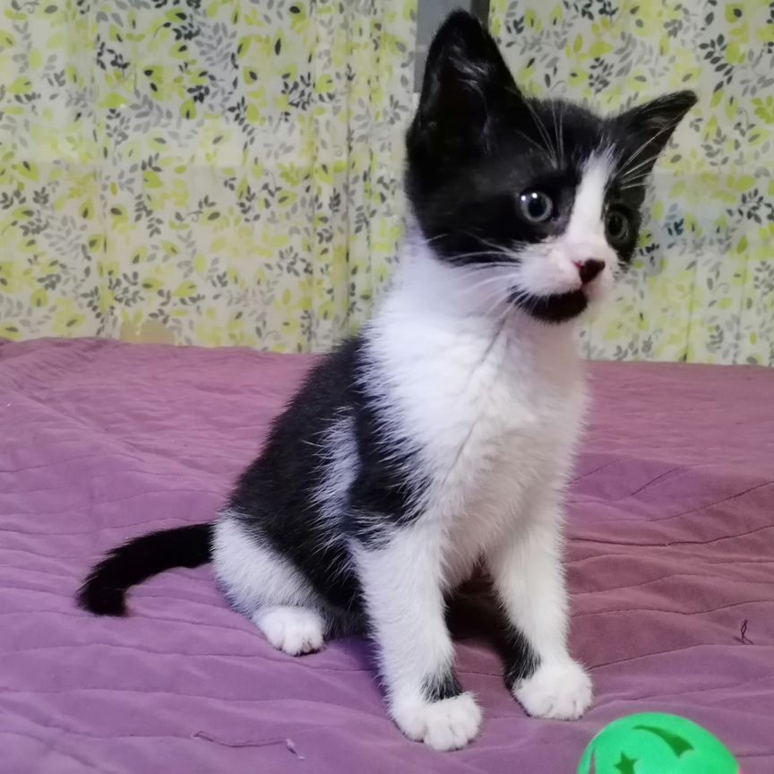 Котята в добрые руки бесплатно девочка