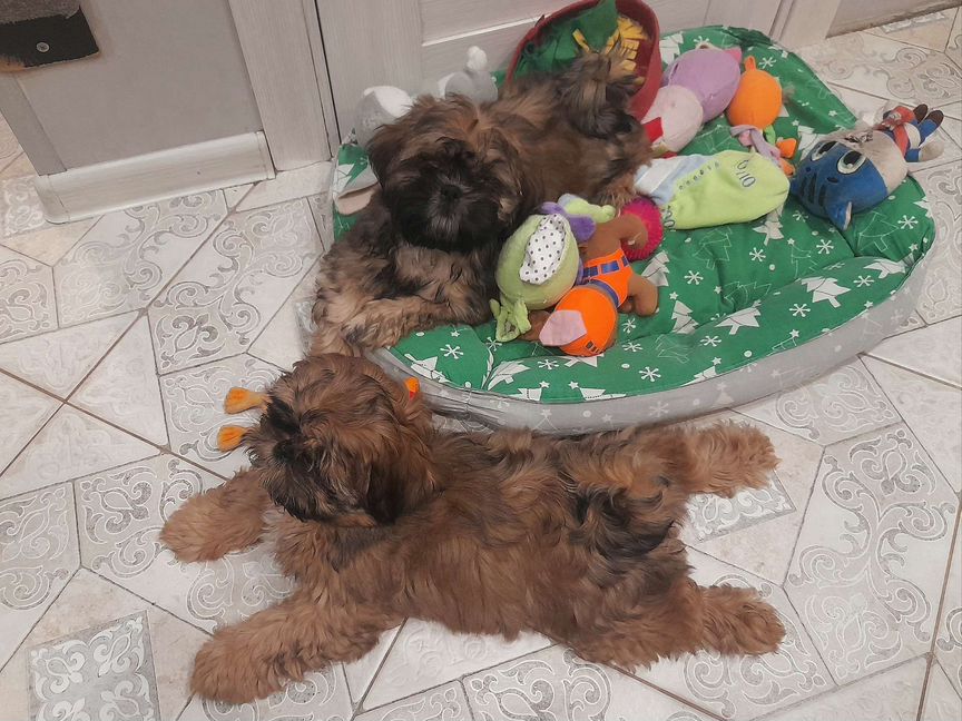 Ши-тцу с документами РКФ