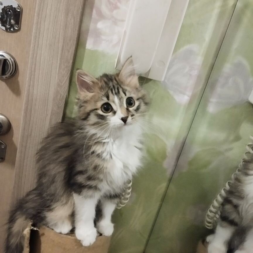 Кошка