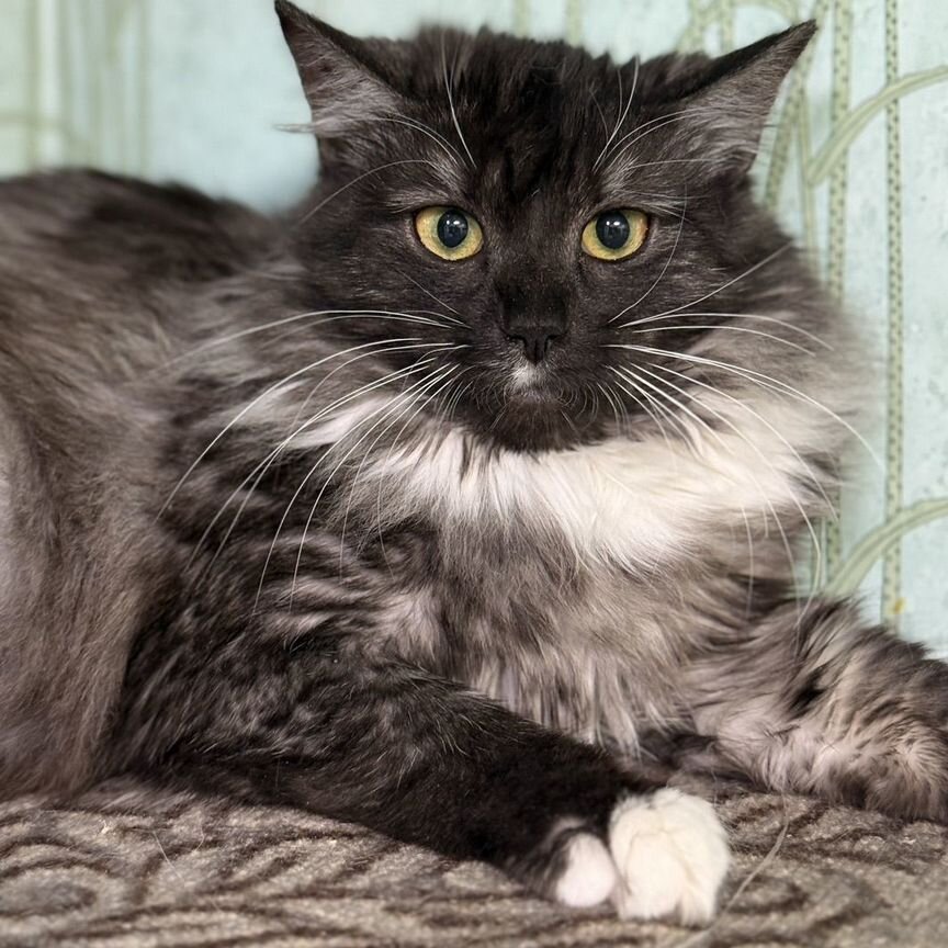 Кошка Лаванда из приюта ищет дом
