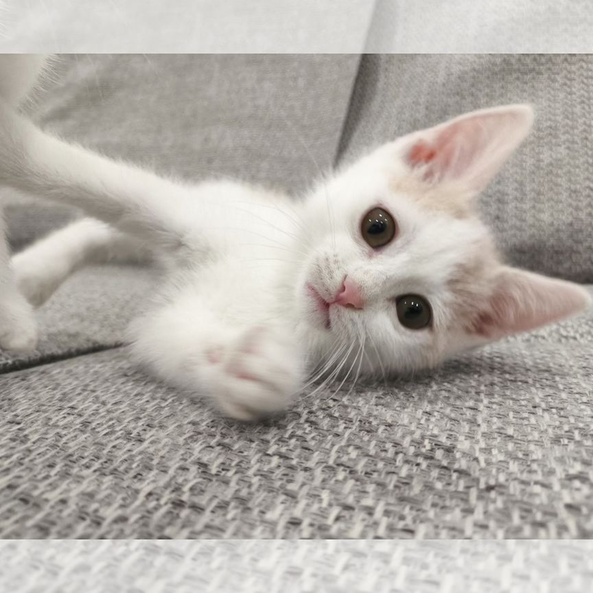 Котёнок в добрые руки