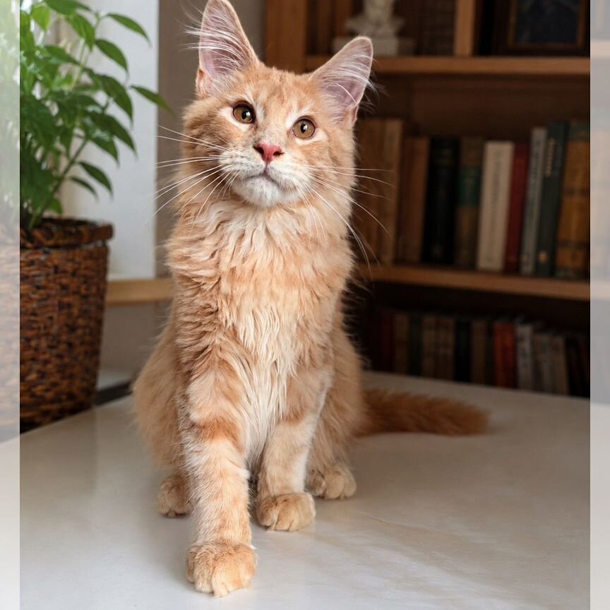 Мейн-кун котёнок