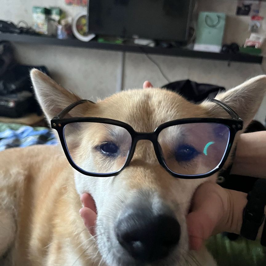 Собака в добрые руки