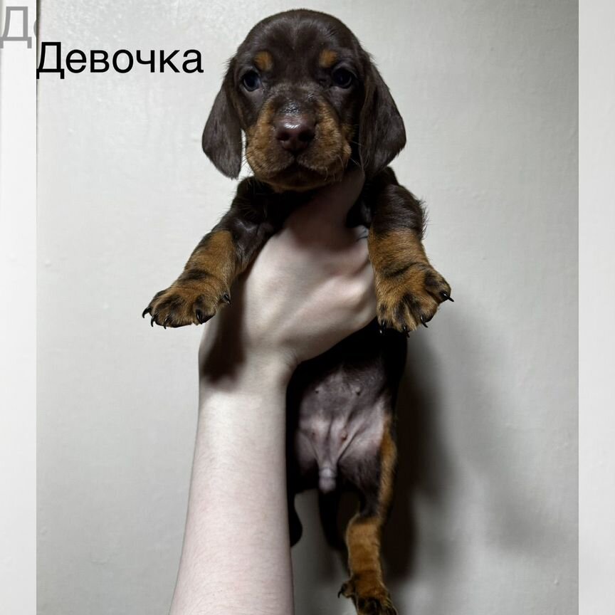 Такса, щенок