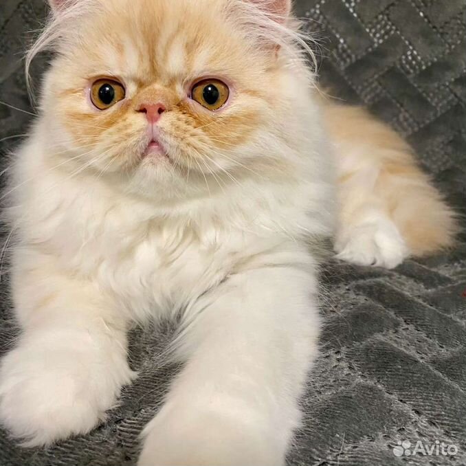 Пушистая красотка Верочка