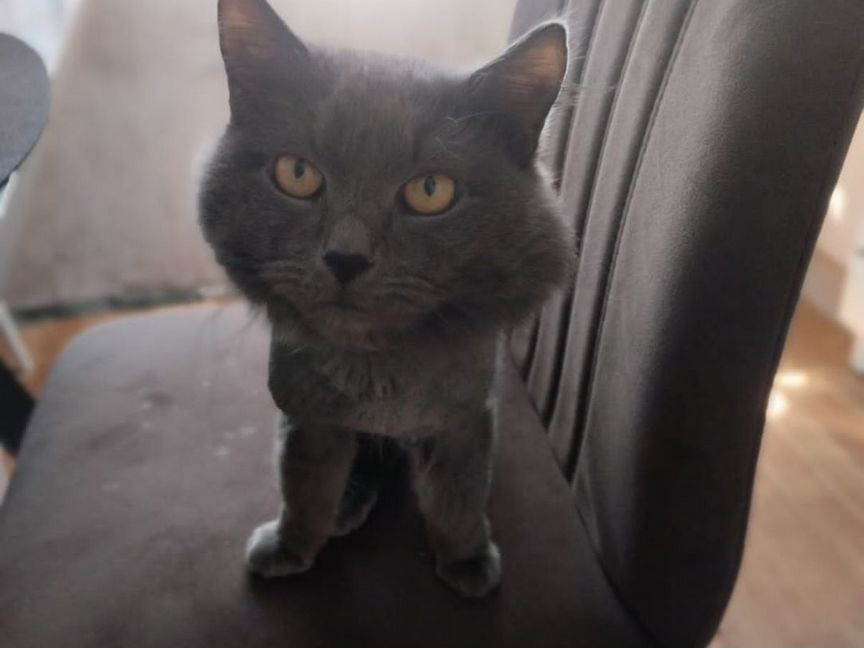 Кот Дымофей