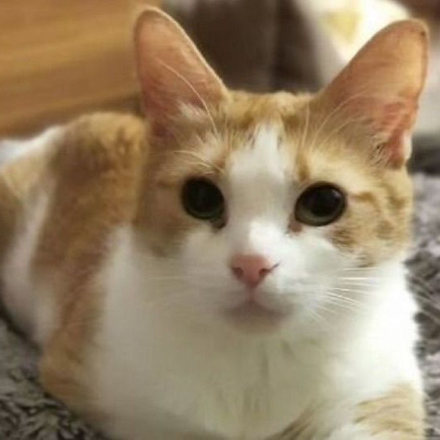 Кошка из Шрека