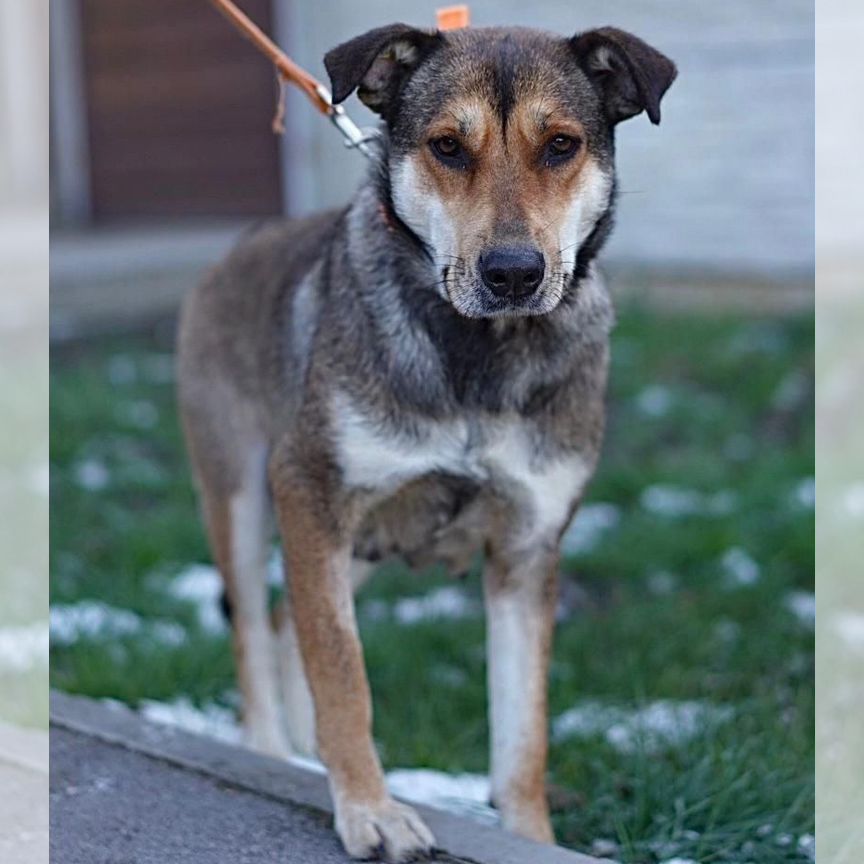 Ася, Ассоль