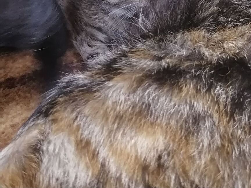 Котятки в добрые руки