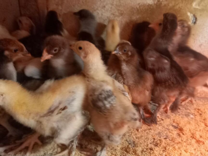 Цыплята несушек