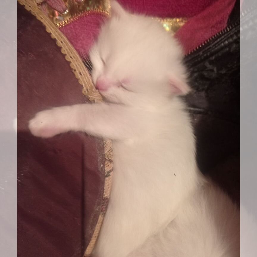 Шотландские вислоухие котята