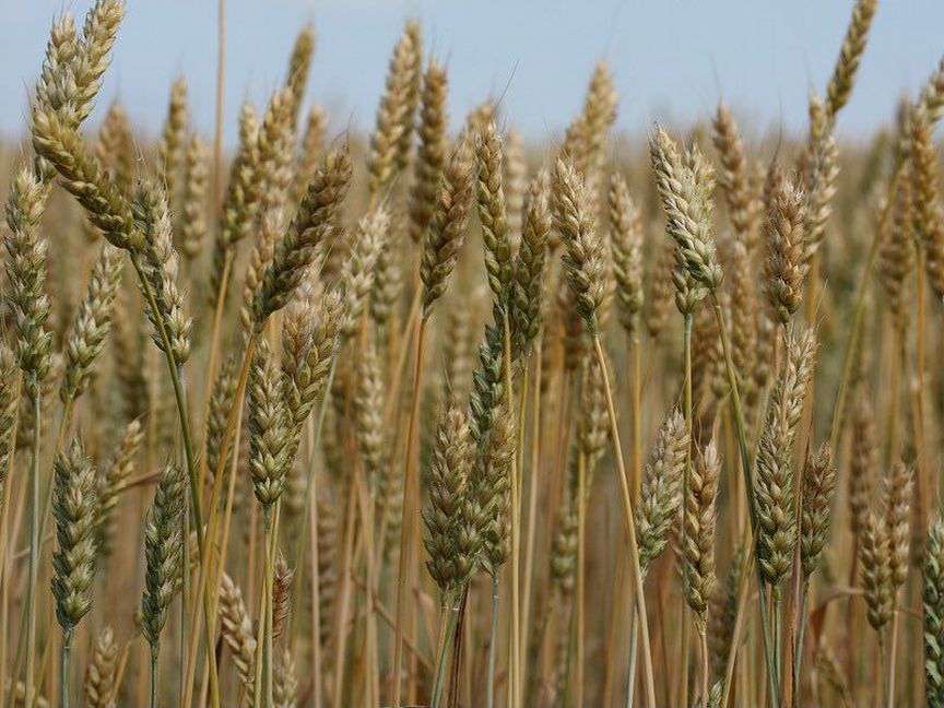 Зерно пшеница ячмень