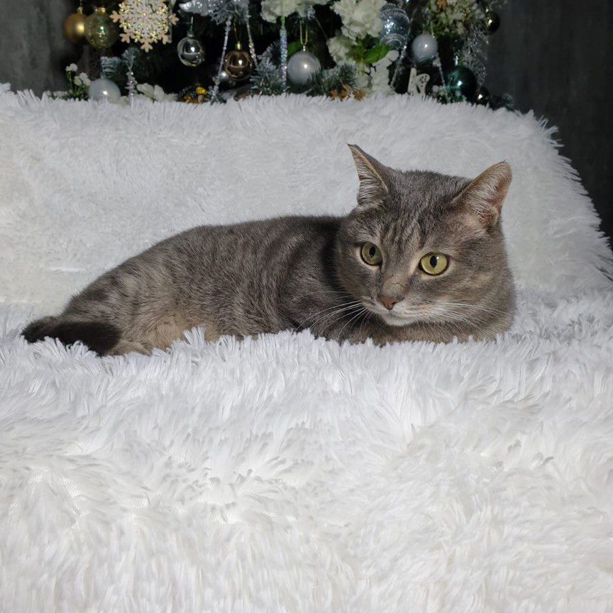 Котики в самые добрые руки