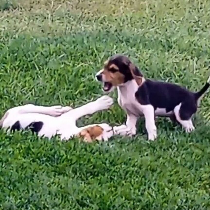 Щенок эстонской гончей