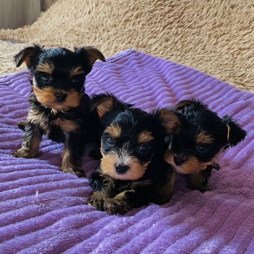 Йоркширский терьер, щенок