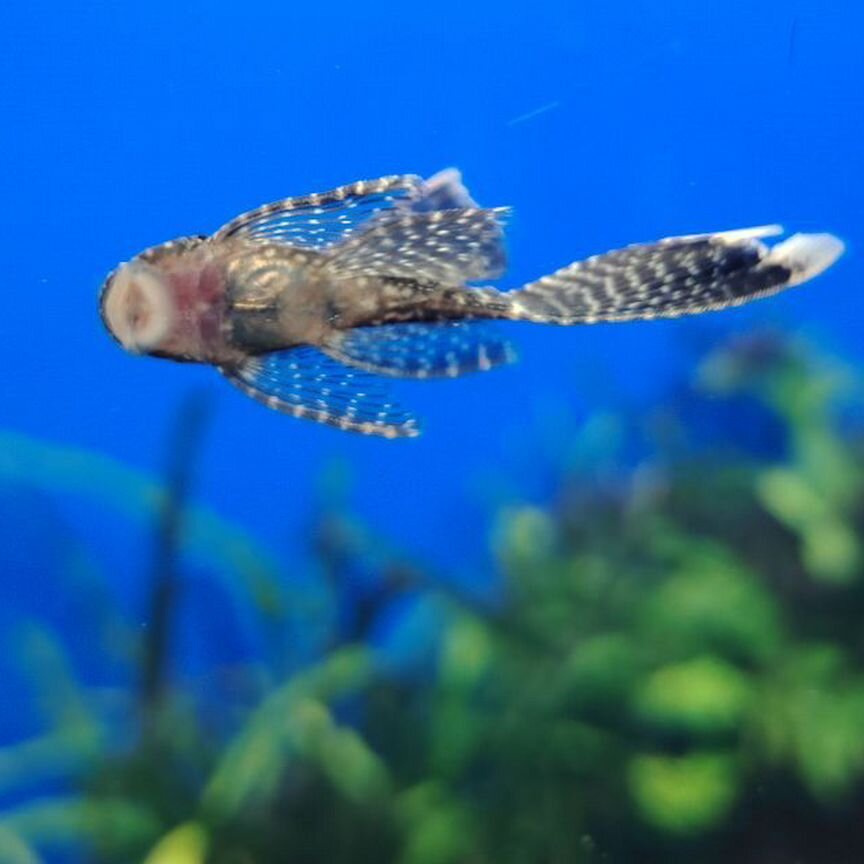 Сом стрекоза