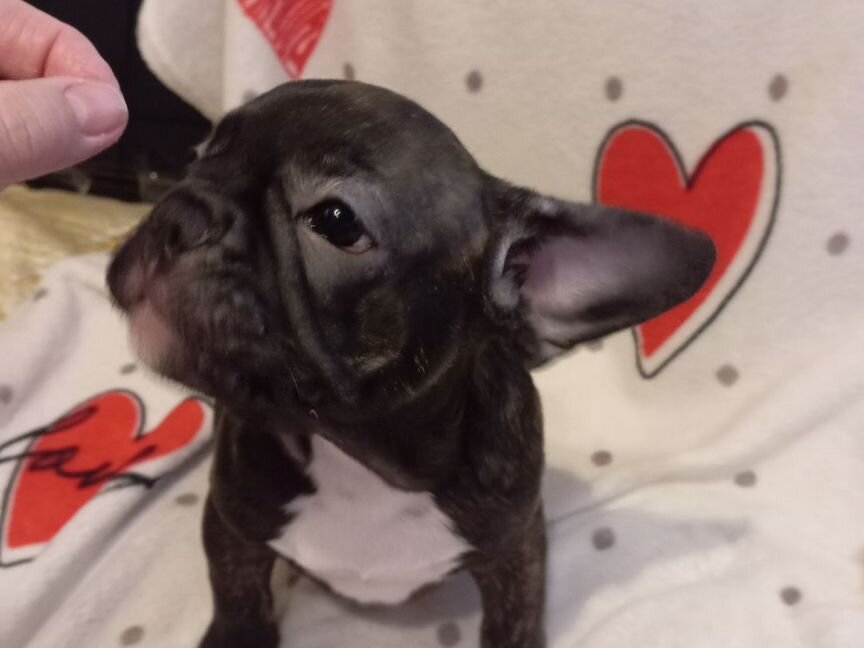 Французский бульдог