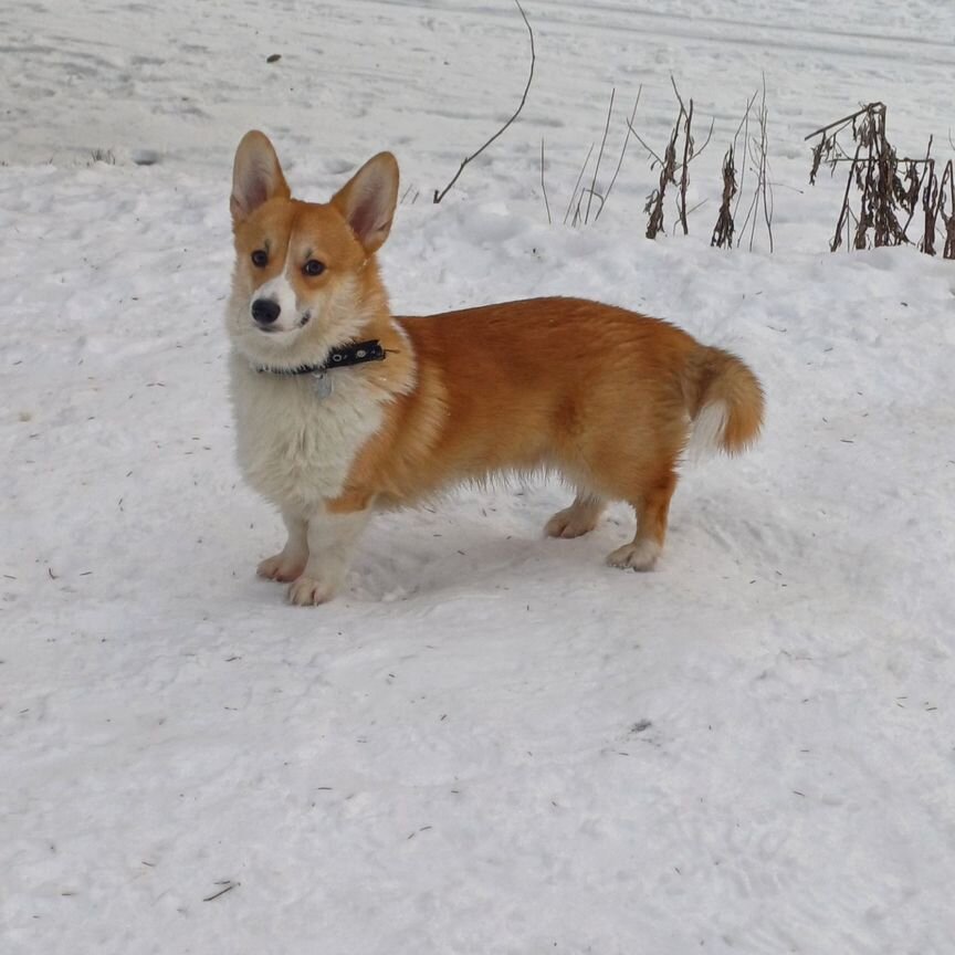 Вельш-корги пемброк вязка