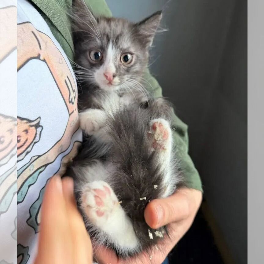 Котёнок в добрые руки