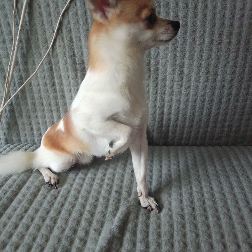 Отдам в добрые руки