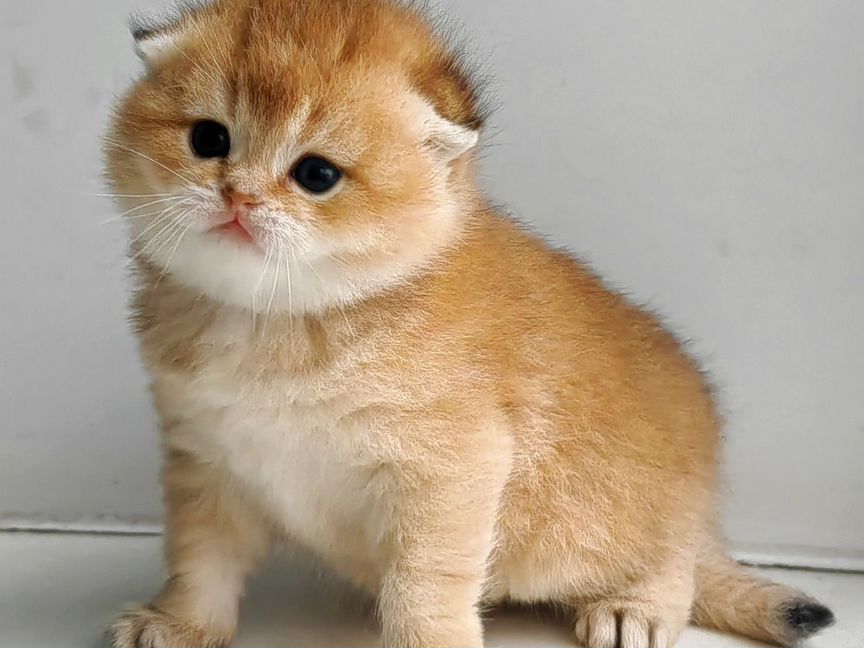 Золотой вислоухий котик