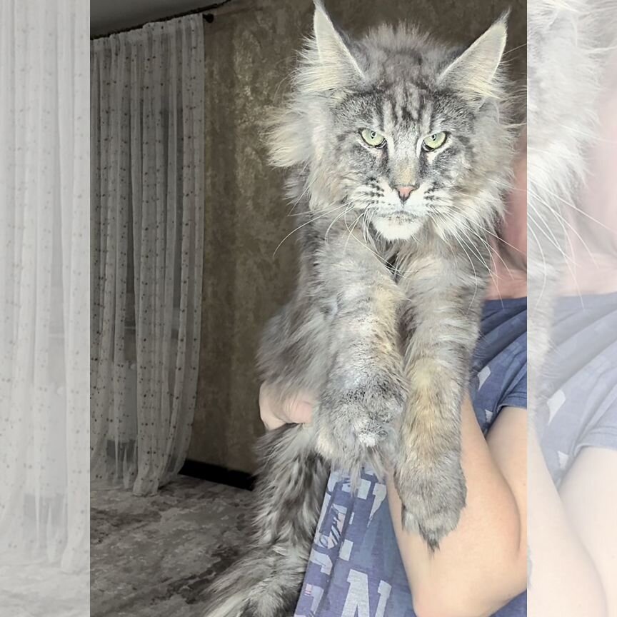 Мейн-кун котёнок