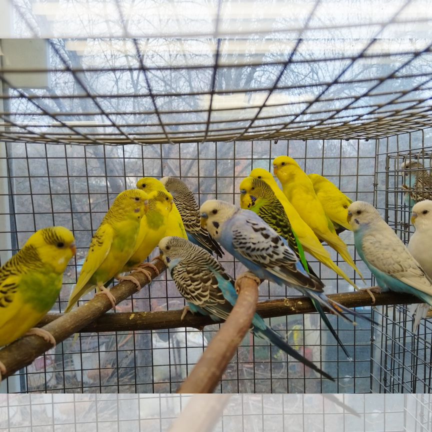 Попугайчики Волнистики от 3-6 мес