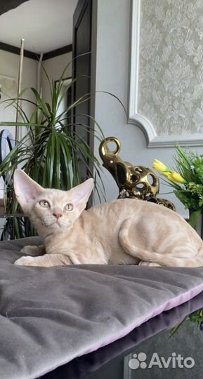 Котенок мальчик окрас кремовый мрпмор