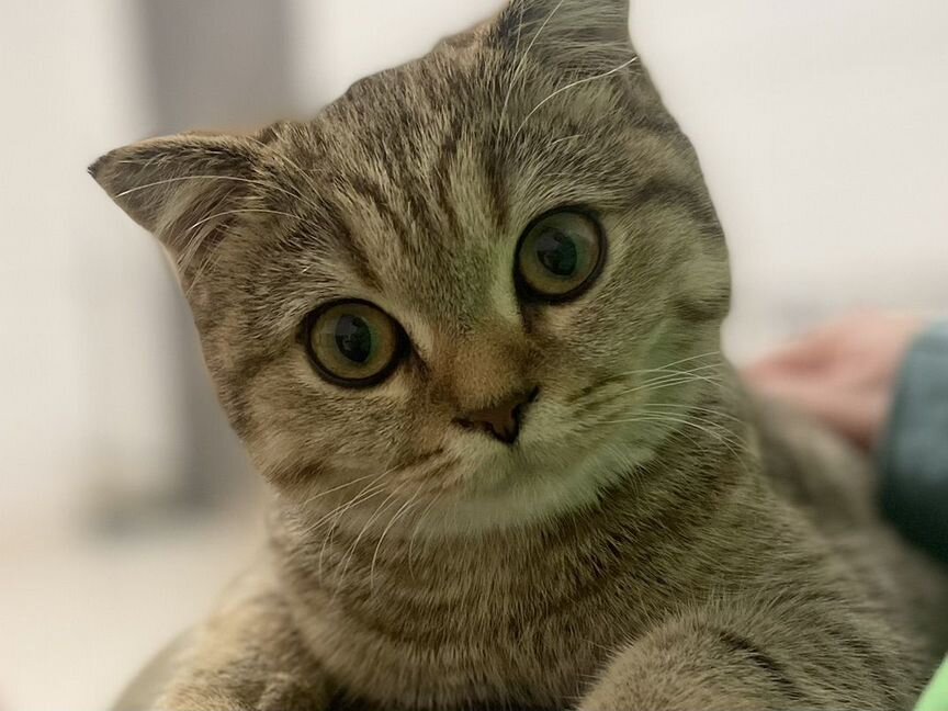 Шотландская